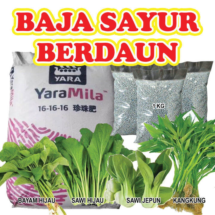 Baja Sayur Berdaun Kangkung Bayam Sawi Pak Choy Pegaga Maman Cekur ...