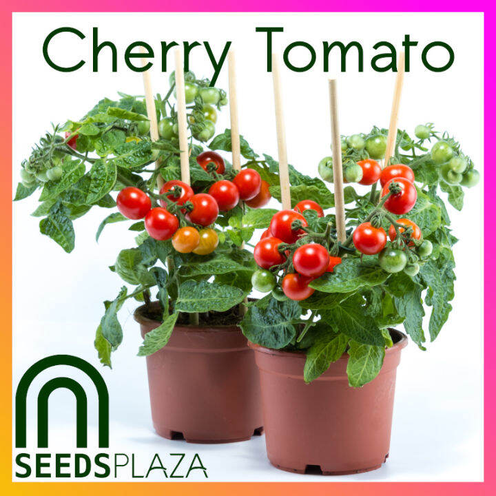 SeedsPLAZA - Bonsai Cherry Tomato (10 Seeds) for Planting Vegetable ...