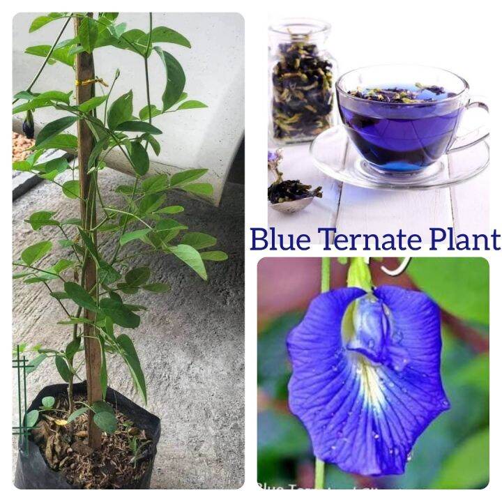 (Buyers from Luzon only) Blue Ternate Live Plant Rooted with Soil ...