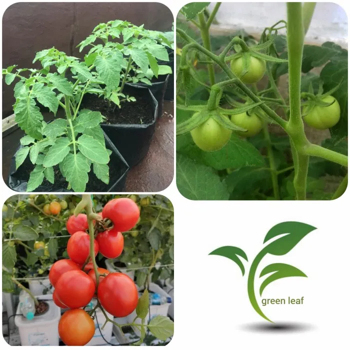Terlaris bibit tanaman tomat apel buah pohon tomat | Lazada Indonesia