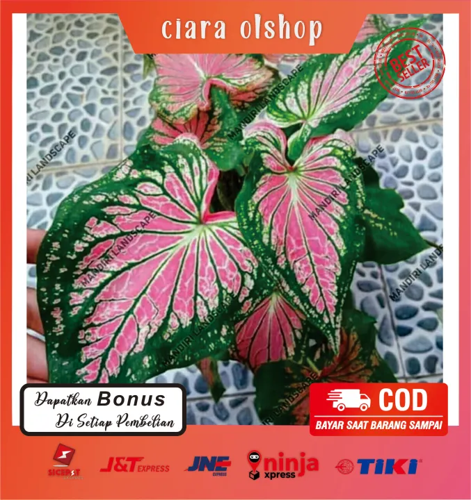 keladi thai beauty caladium thai beauty keladi Wayang / Keladi Batik ...