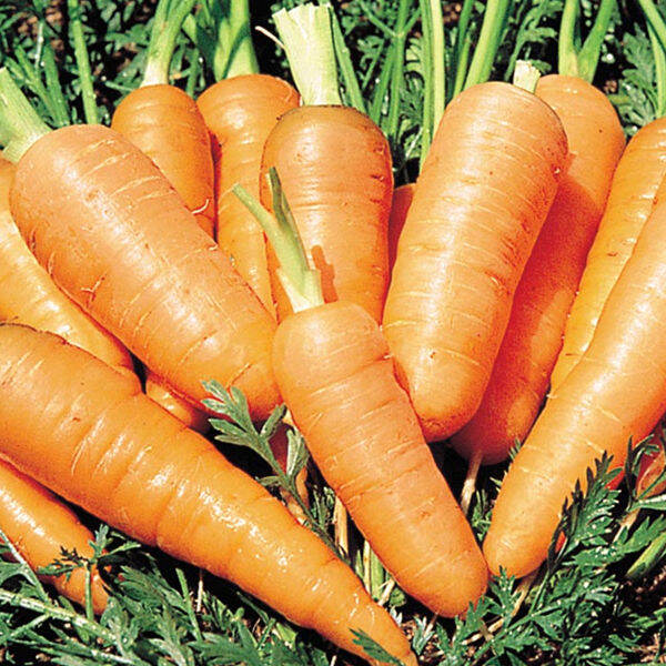 Danvers Half Long Carrot Seeds - Vegetable Seeds - Heirloom Carrot ...