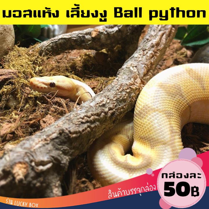 มอสแห้ง เลี้ยงงู Python regius มอสเลี้ยง งูไพธอน Ball python กล่องละ 50 ...