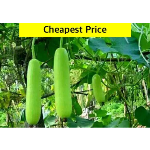 UPO Seeds 10grams 80-88 pcs Bottle Gourd Tambuli Vegetables Fruit Herbs ...