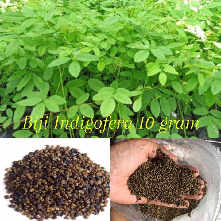BENIH INDIGOFERA PAKAN TERNAK | BIJI INDIGOFERA | Lazada Indonesia