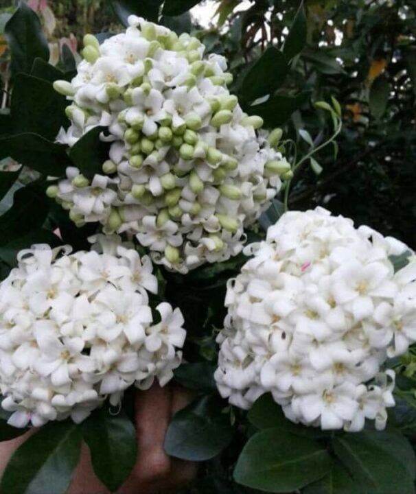 Pokok Kemuning Sanggul pokok bunga kemuning real Plant hotselling ...