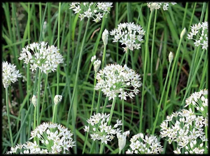 GARLIC CHIVES CHINESE CHIVES (20 SEEDS) KUTSAY KUCHAY HERB | Lazada PH