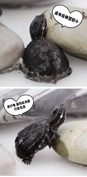 Male musk turtle, egg turtle, razor giant, red-faced omnivore, cute pet ...