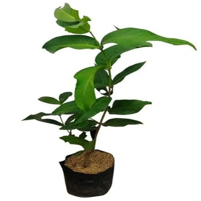 Bibit Jambu Air Kancing Tanaman Jambu Pohon Jambu Kancing | Lazada ...