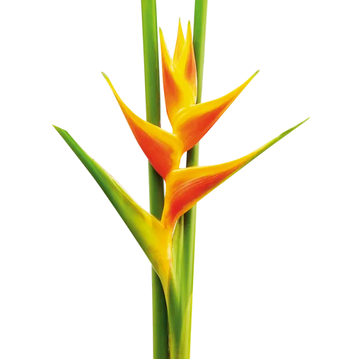 Heliconia Jacquinii Plant Root | Lazada PH