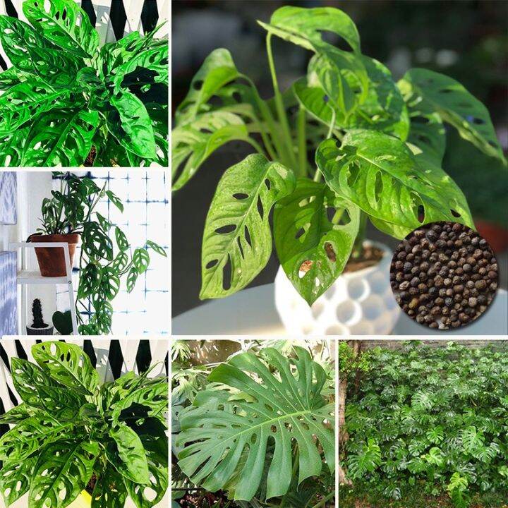 Rare Plant Seed Garden Plant Monstera Deliciosa Pot Bonsai Plant Seeds ...