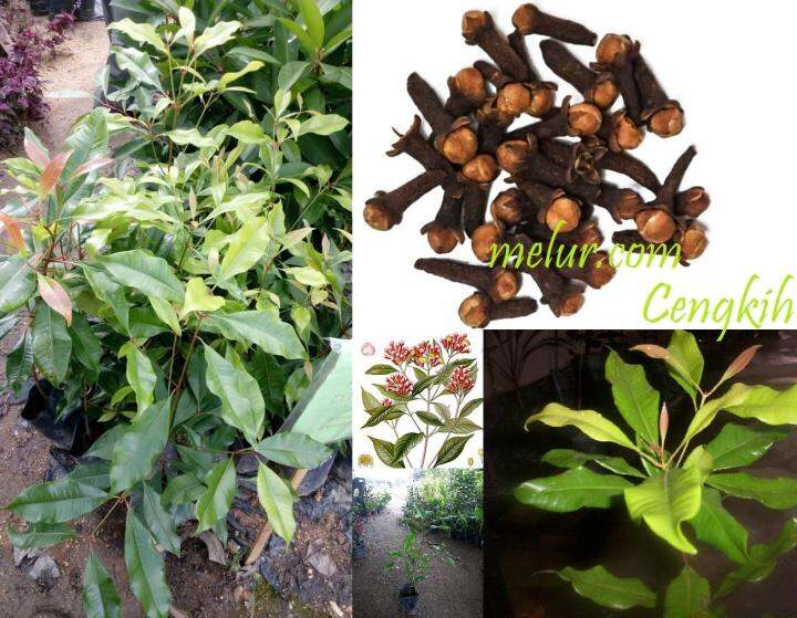 MDC- [ Masakan ] ANAK POKOK Cengkih / bunga cengkih untuk masakan ...