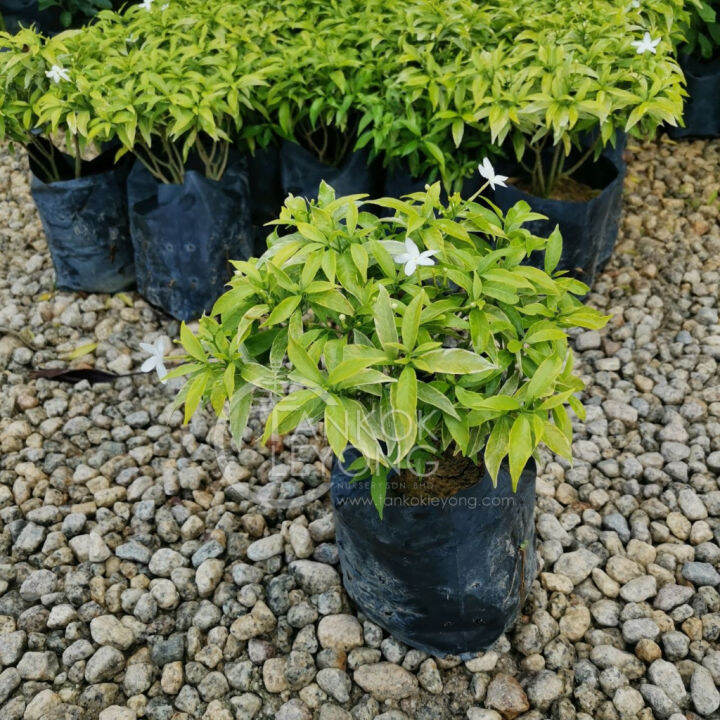 TKL - Outdoor Plant Tabernaemontana Divaricata Dwarf / Pinwheel Flower ...