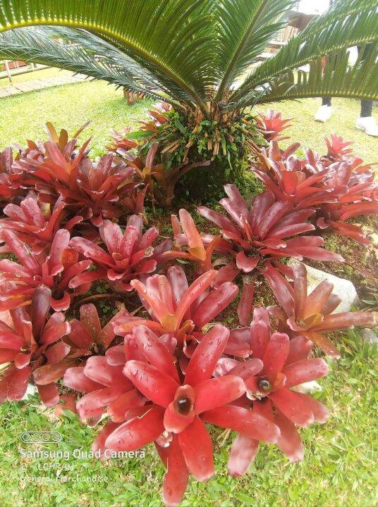 Bromeliad, Neoregelia Fireball landscape garden decoration | Lazada PH