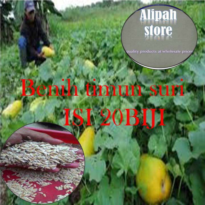 Biji Timun Suri isi 20 Biji | Lazada Indonesia
