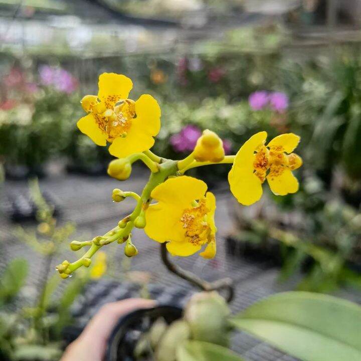 [ Species ] Oncidium ampliatum | Turtle Shell Orchid | (It's a seed ...