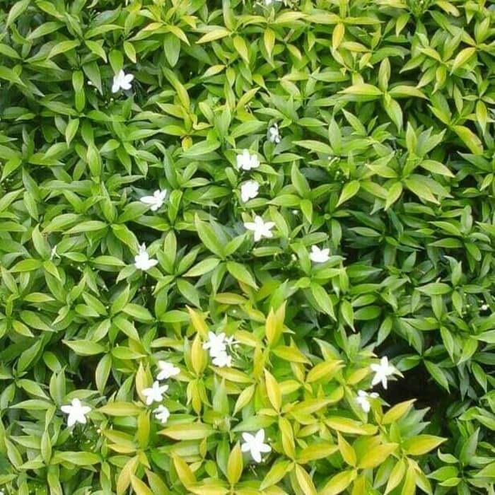 Tanaman hias rembosa mini golden / tanaman rembosa golden / rembusa ...