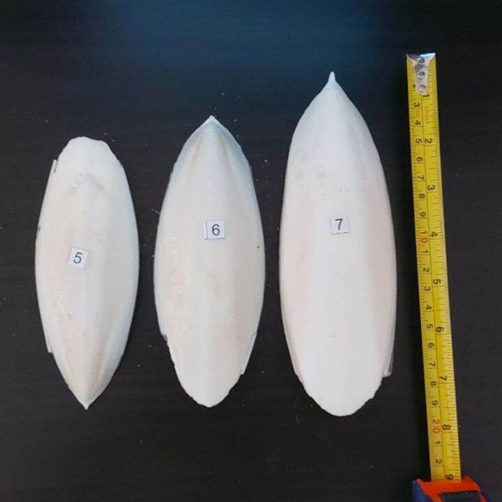 Cuttlebone (cuttle bone) for Birds (sold per piece) | Lazada PH