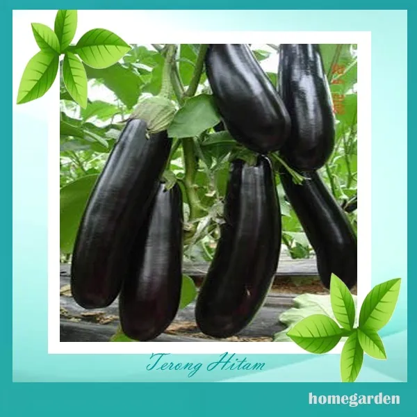 Bibit Terong Hitam Panjang Benih Tanaman Sayuran Benih Terong Tanaman ...