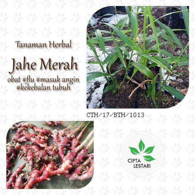 Bibit Tanaman Jahe Merah Pohon Jahe Merah Umbi Jahe Merah TOP | Lazada ... Bibit Tanaman Jahe Merah Pohon Jahe Merah Umbi Jahe Merah TOP | Lazada ...