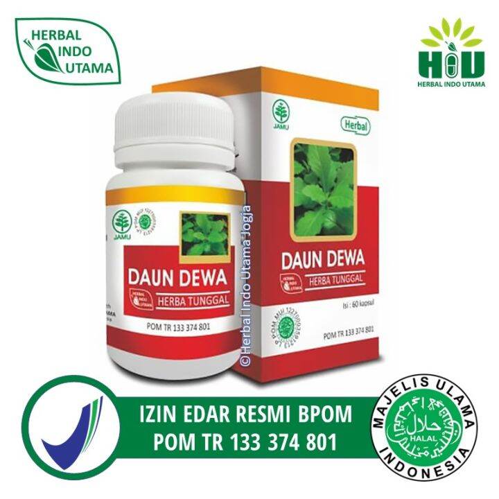 Daun Dewa, Obat Herbal Paru, Tumor, Kista, Kanker, Lever, Darah Tinggi ...