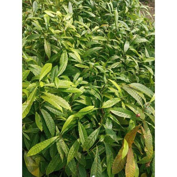 Terlaris Bibit tanaman jenitri - pohon jenitri/genitri unggul | Lazada ...