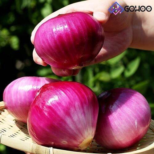 Red Onion Seeds/(Red Colorado)/HIGH YIELD/HYBRID/EASY TO GROW/FOR ...