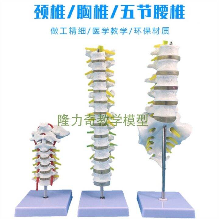 1 spinal model of human body skeleton model vessels thoracic vertebrae ...