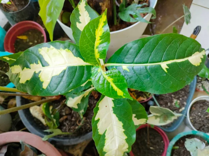Murang Halaman Variegated Crotons Live plants (Cuttings with roots and ...
