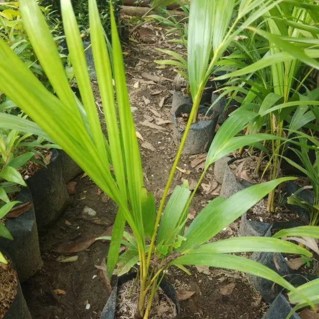 Palmera Plant | Lazada PH