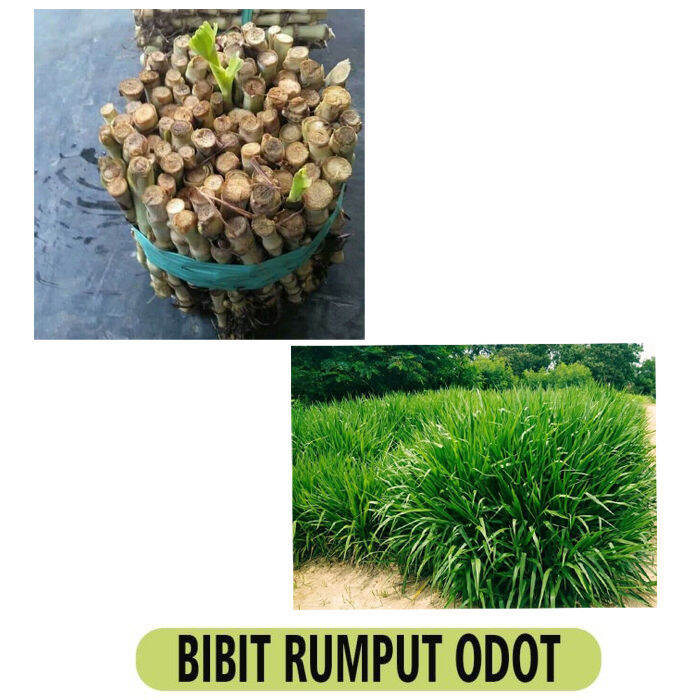 benih rumput suket odot kolonjono - per 1 kilogram isi 30-35 biji ...