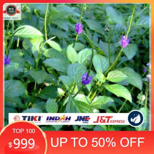 Daun pecut kuda segar 1kg daun jarong organik siap petik | Lazada Indonesia