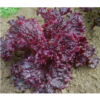 Red Lettuce - Lollo Rosa Black rose 1gram 480-520 pcs Seeds Leaf ...