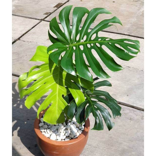Monstera Giant | Lazada Indonesia