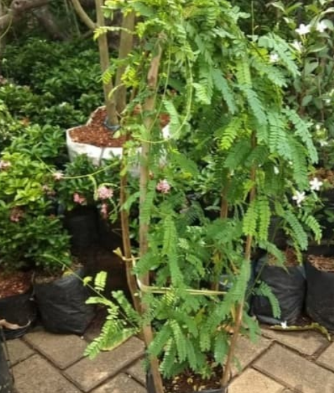 Tanaman daun saga / pohon daun saga | Lazada Indonesia