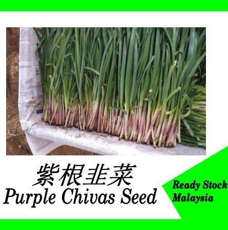 Purple Chivas Vegetable Seeds Biji Benih Daun Kucai Ungu Sayur Sayuran ...