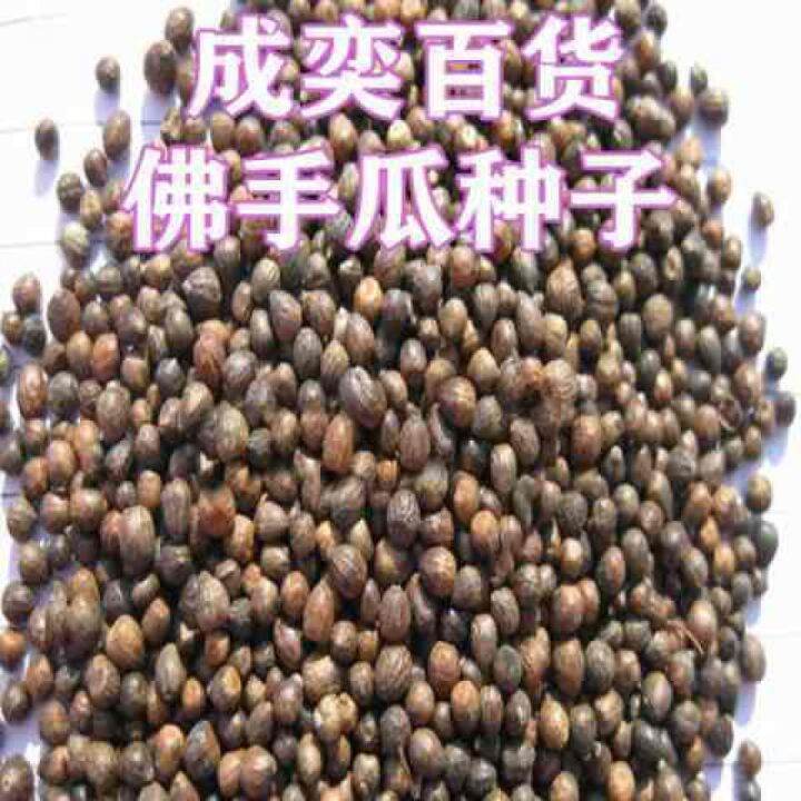 Chayote Seeds Chayote Melon Asparagus Chayote Seedlings Perennial Long ...