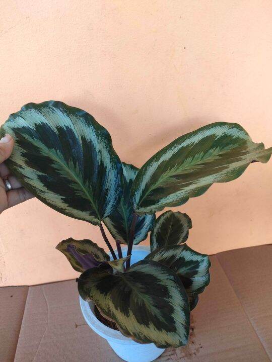 Rare Calathea Variety Plant (2 VARIETIES) Real or Live Plant Ready to ...
