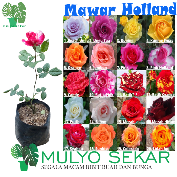 tanaman mawar holland bibit berbunga rose hidup | Lazada Indonesia