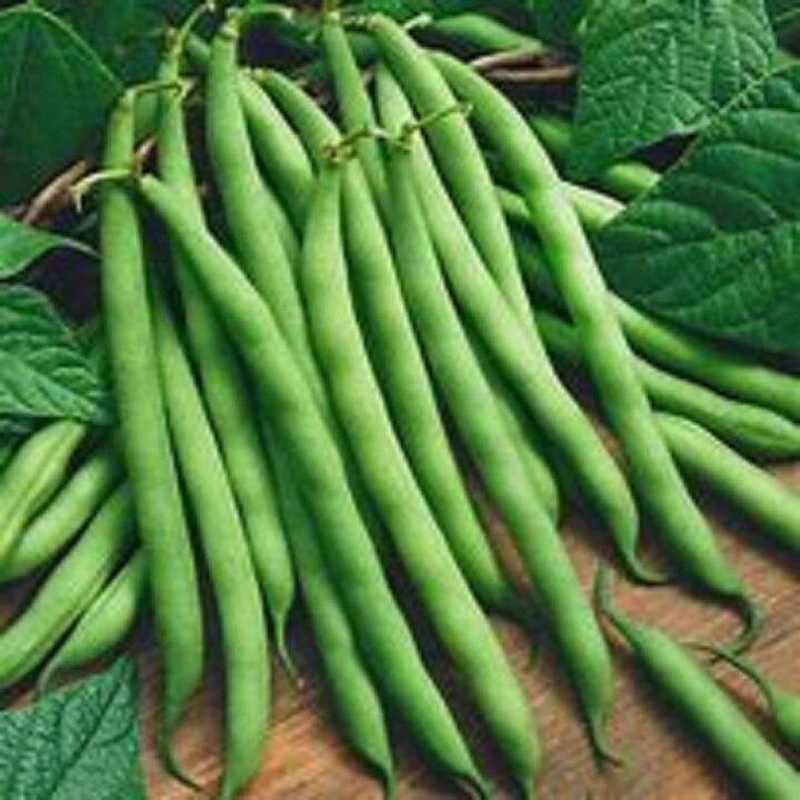 SNAP BEANS SEED`S (BAGIO BEANS) | Lazada PH