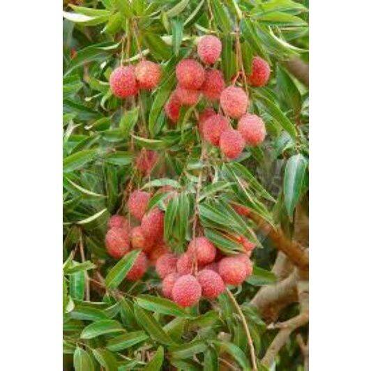 LYCHEE fruit seedlings /Li zhi guo/Litsiyas/ Litchi chinensis | Lazada PH