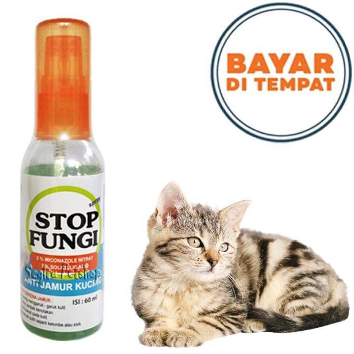 OBAT KORENG KUCING JAMUR SCABIES LUKA GATAL BOTAK BULU RONTOK STOP ...