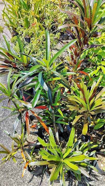 MDC- Pokok Puding Hijau Kuning Merah anak pokok / pokok hiasan / pokok ...