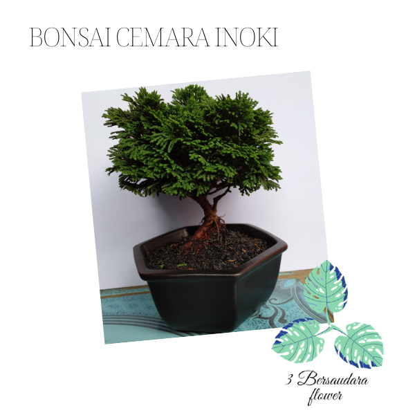 Bonsai cemara inoki | Lazada Indonesia