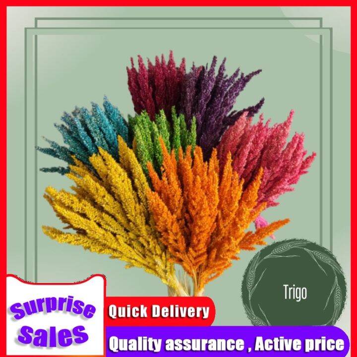 Local Dried Trigo sold per bundle | Lazada PH