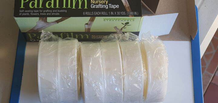 Real Parafilm Nursery Grafting Tape 1" (One Box - 6 Rolls) | Lazada PH