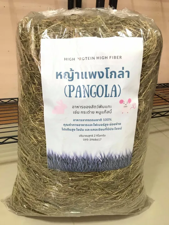 #หญ้าแพงโกล่าแห้ง ถุงใหญ่ 2 กิโลกรัม (Pangola grass 2 kg) ราคาถูกที่สุด ...