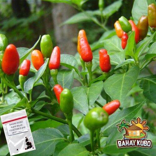 Sili Labuyo Native / Kulikot Seeds （50pcs） | Lazada PH