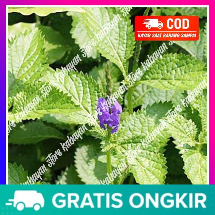 daun pecut kuda 500 gram daun Stachytarpheta jamaicensis kabayan store ...