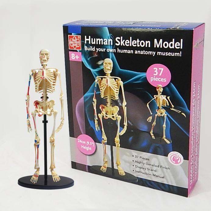 โมเดลโครงกระดูกมนุษย์ (Human Skeleton Model) | Lazada.co.th